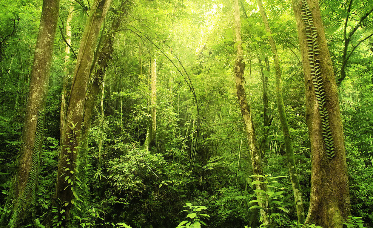 Forestnetworkexception 该丢弃HttpClient 了，这款轻量级HTTP