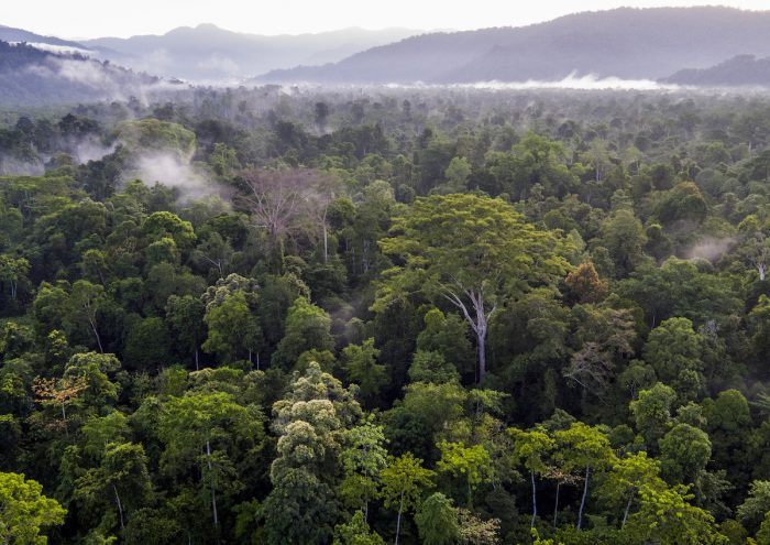 Global Forests - Rainforest Action Network
