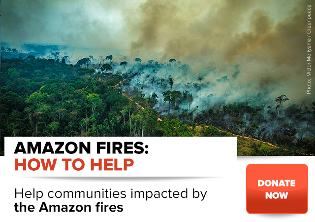 Fact Sheet - Rainforest Animals - Rainforest Action Network