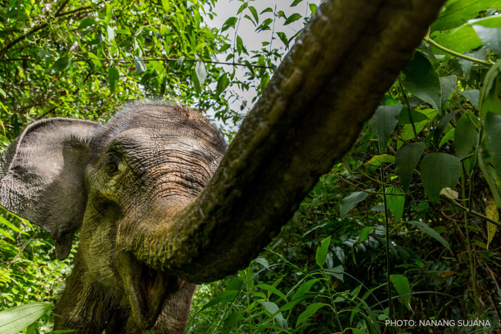 The Elephant Bridge - The Understory - Rainforest Action Network