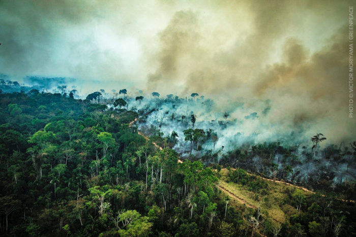 Amazon Fires: How Can You Help? - The Understory - Rainforest Action ...