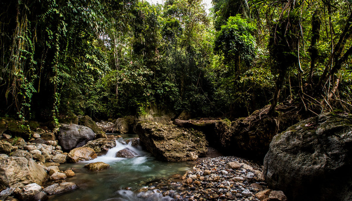 Keep Forests Standing Campaign Launch! - The Understory - Rainforest ...