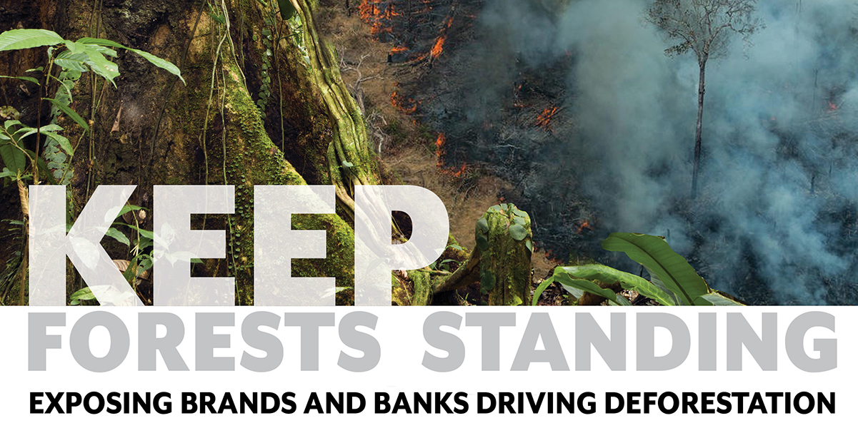 Keep Forests Standing Campaign Launch! - The Understory - Rainforest ...