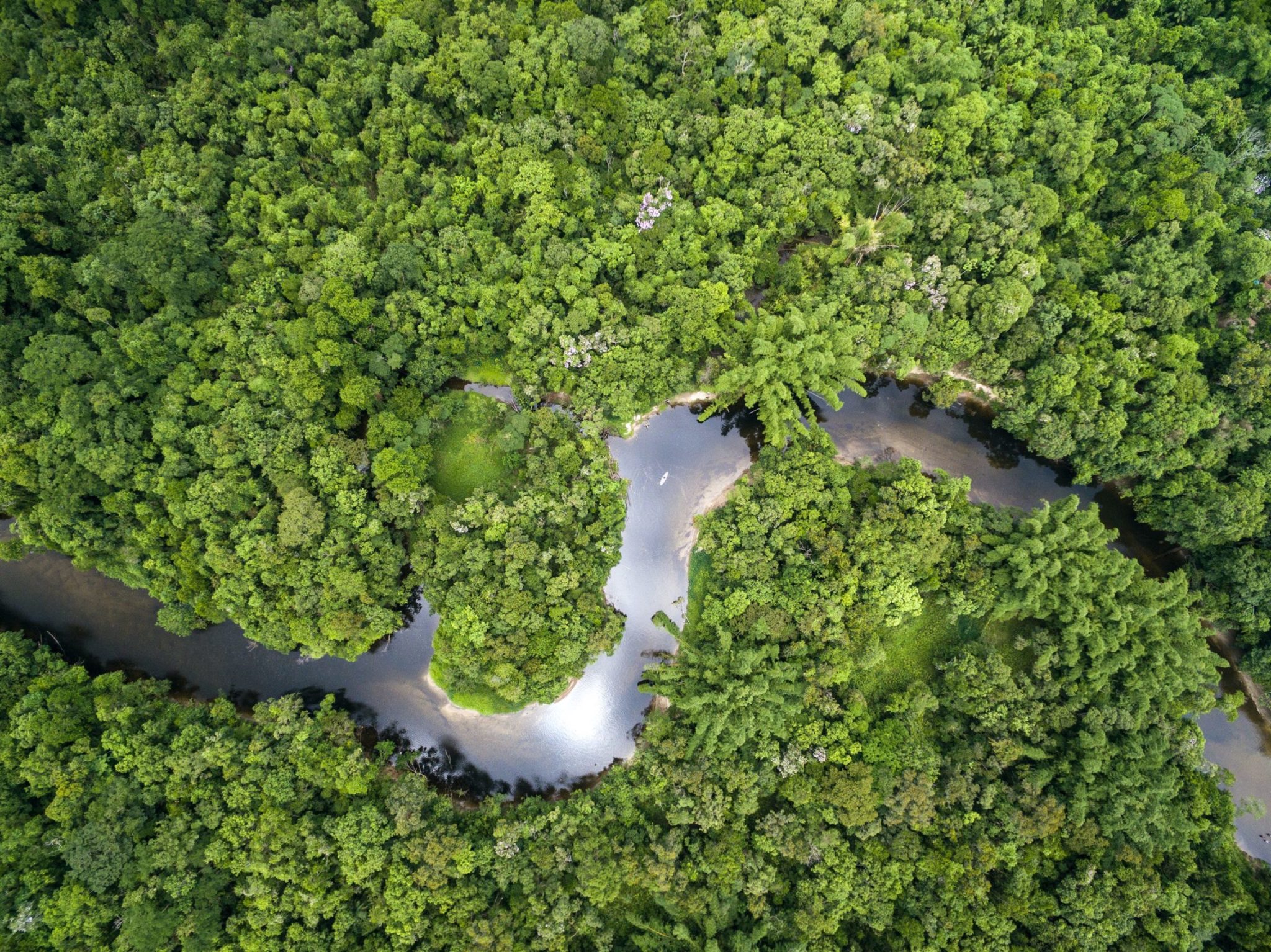 Chase's Big Rainforest Problem - The Understory - Rainforest Action Network