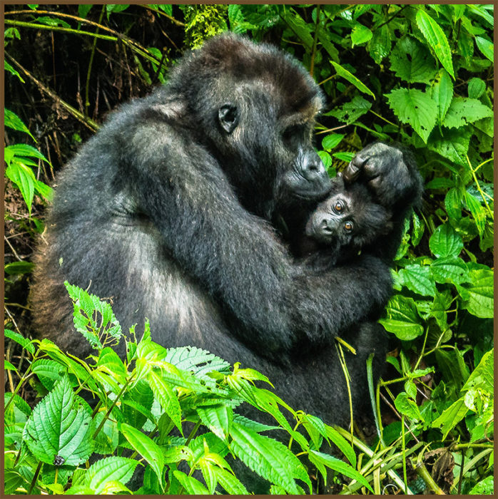 Global Forests - Rainforest Action Network