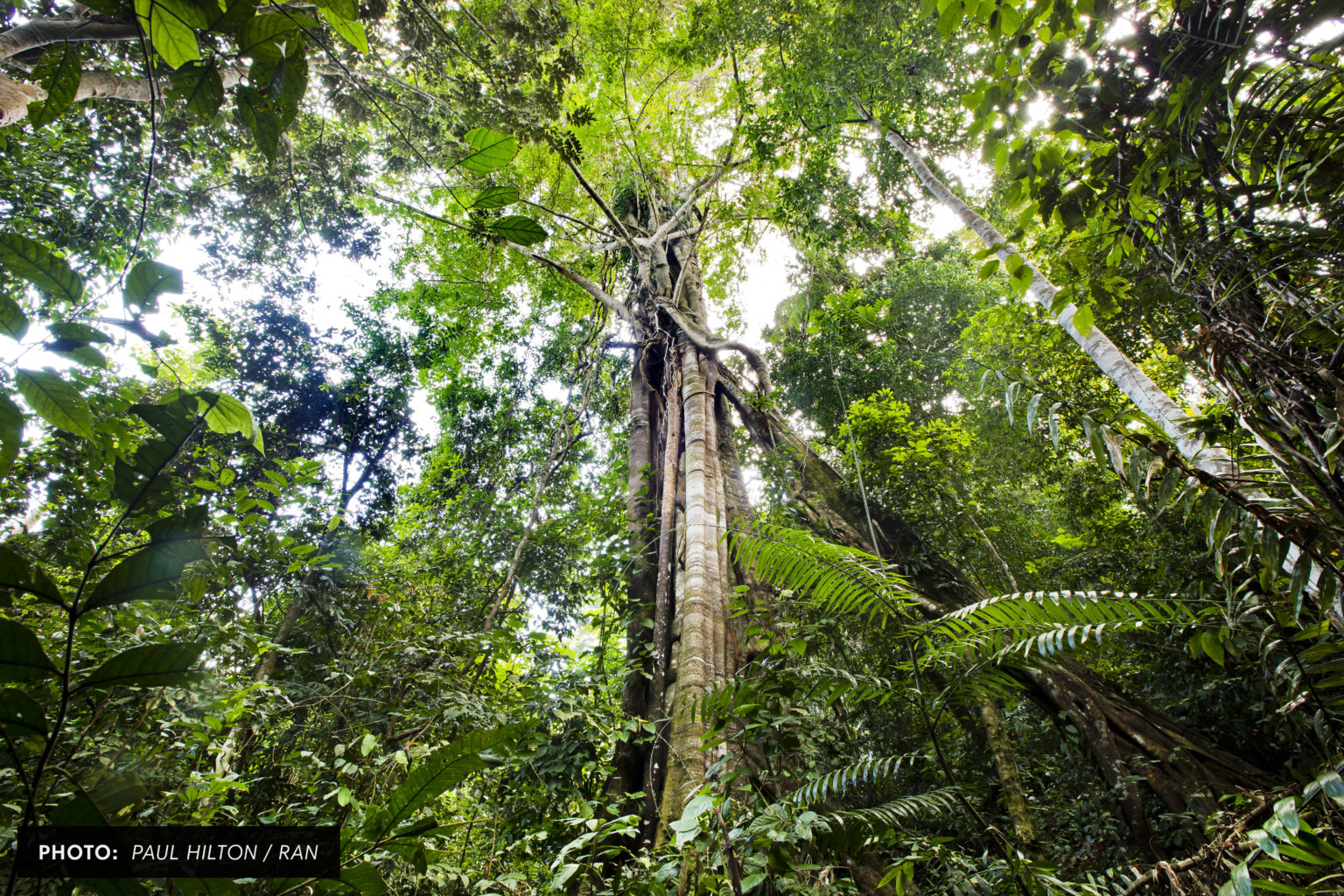 Conservation Breakthrough for the Leuser Ecosystem? - Leuser Watch ...