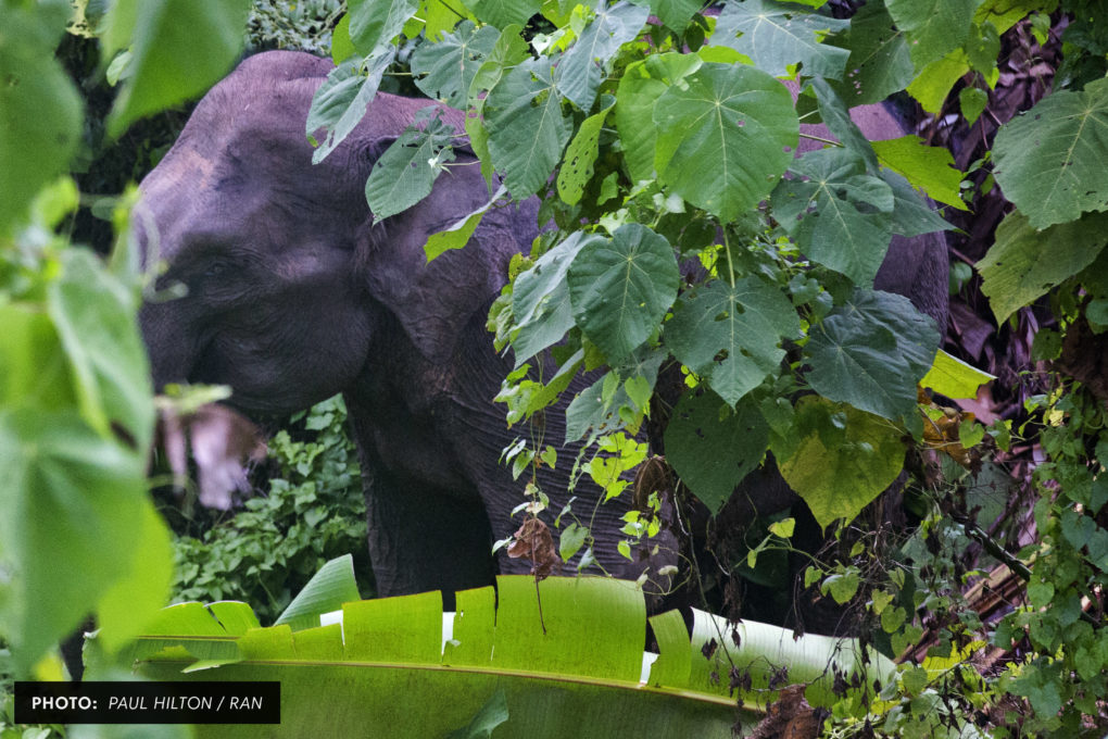 No Deforestation Commitments On The Rise In The Leuser Ecosystem ...