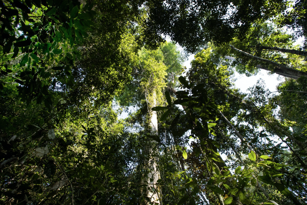 No Deforestation Commitments On The Rise In The Leuser Ecosystem ...