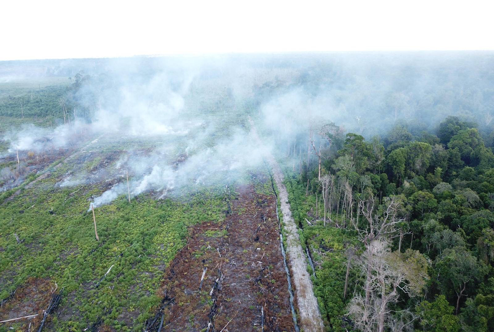 Chinese Food Giant Cofco Exposed for Destruction in Leuser Ecosystem ...