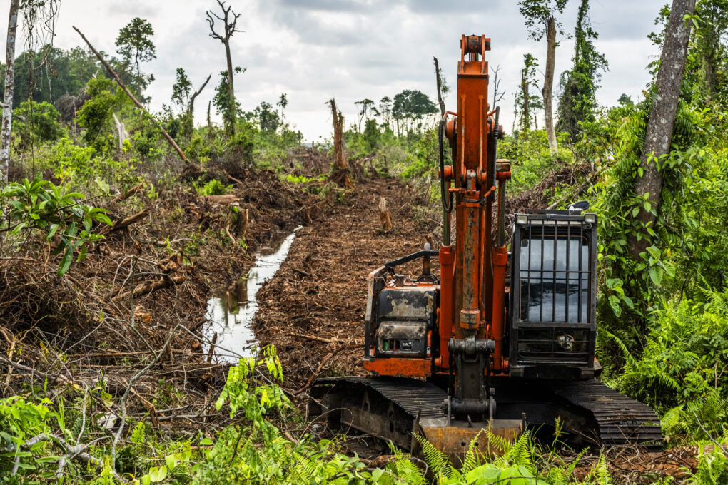 Elites posing as small farmers destroy critical rainforests in ...